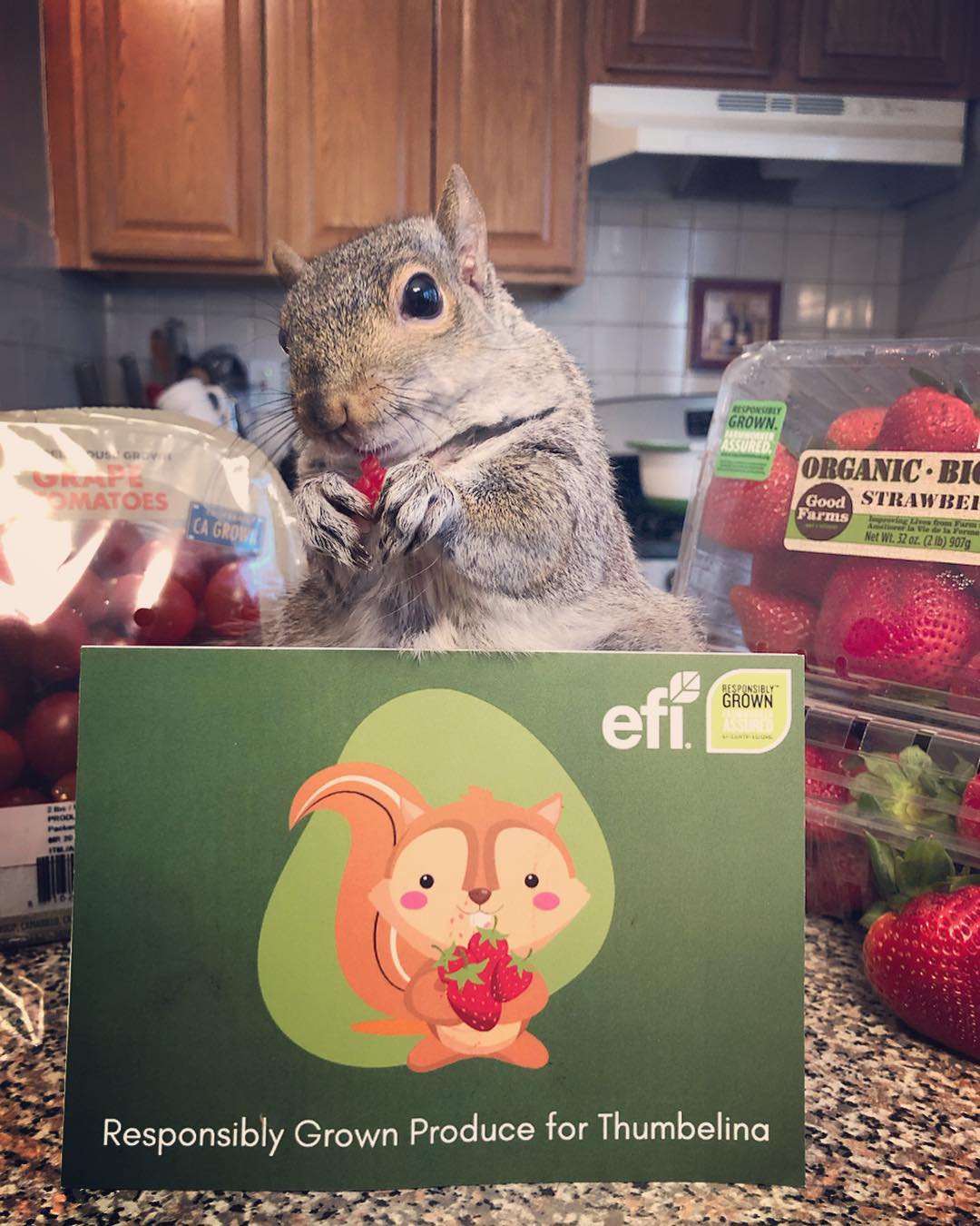 Equitable Food Initiative Partners With Influencer Squirrel Thumbelina ...